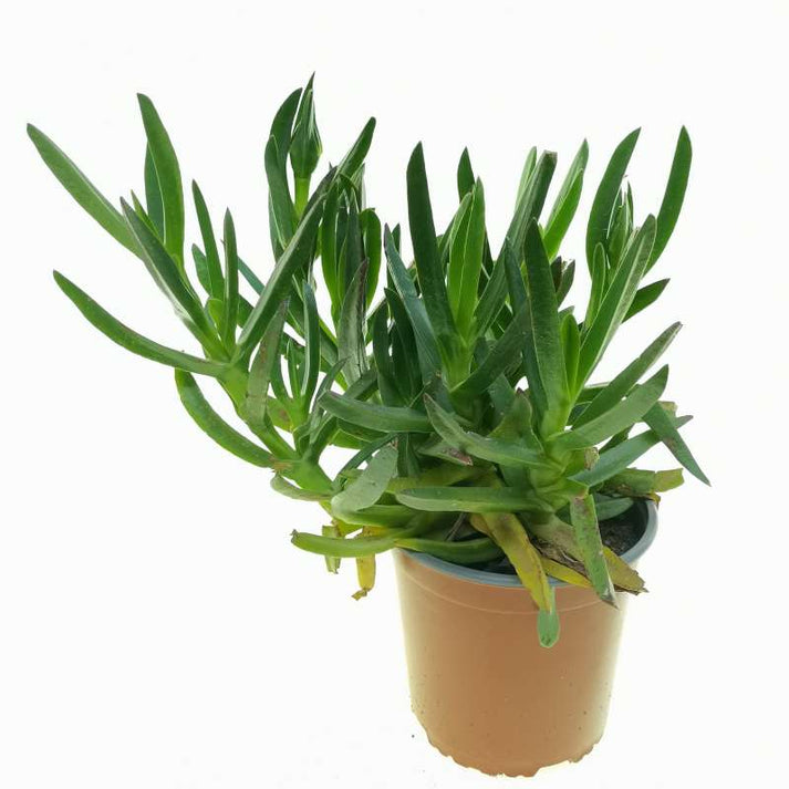 صبار مبرد – Shatla Sky